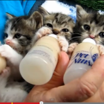 How-to: Vote for a Post - Fitbit Community